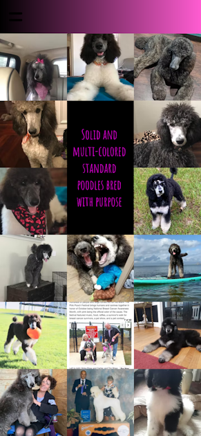 Our poodles / gallery - (MYKA & LISA’S) COASTAL POODLES