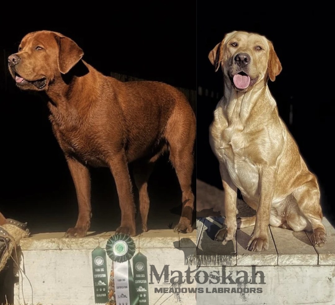 Available - Matoskah Meadows Labradors - Professionally bred Labrador Retrievers