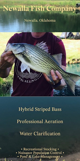 Hybrid Striped Bass